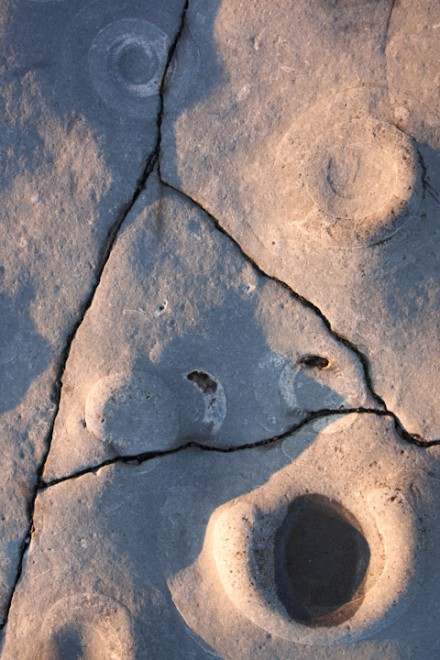 Ammonites in limestone, Lyme Regis - Fran Halsall
